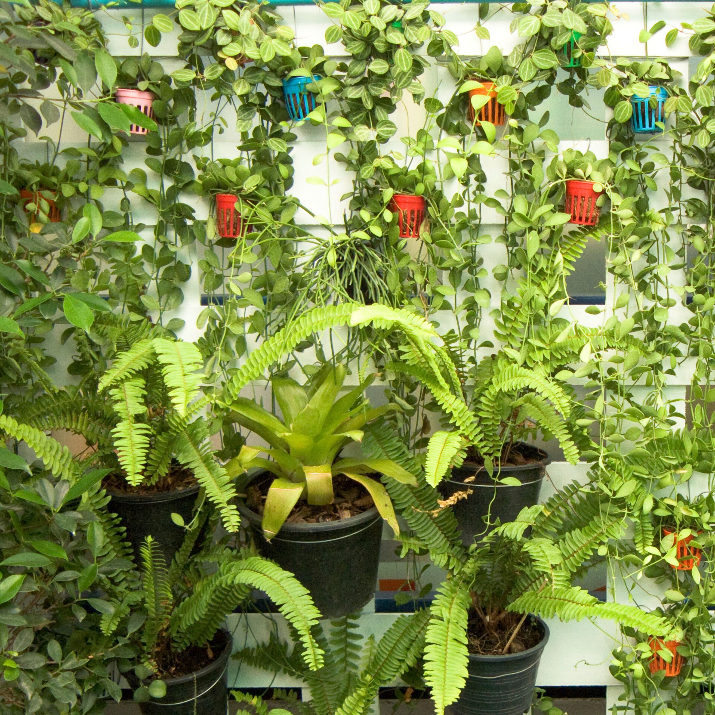 5 Best Plants For Vertical Garden | Low Maintenance Plants – Lazy ...