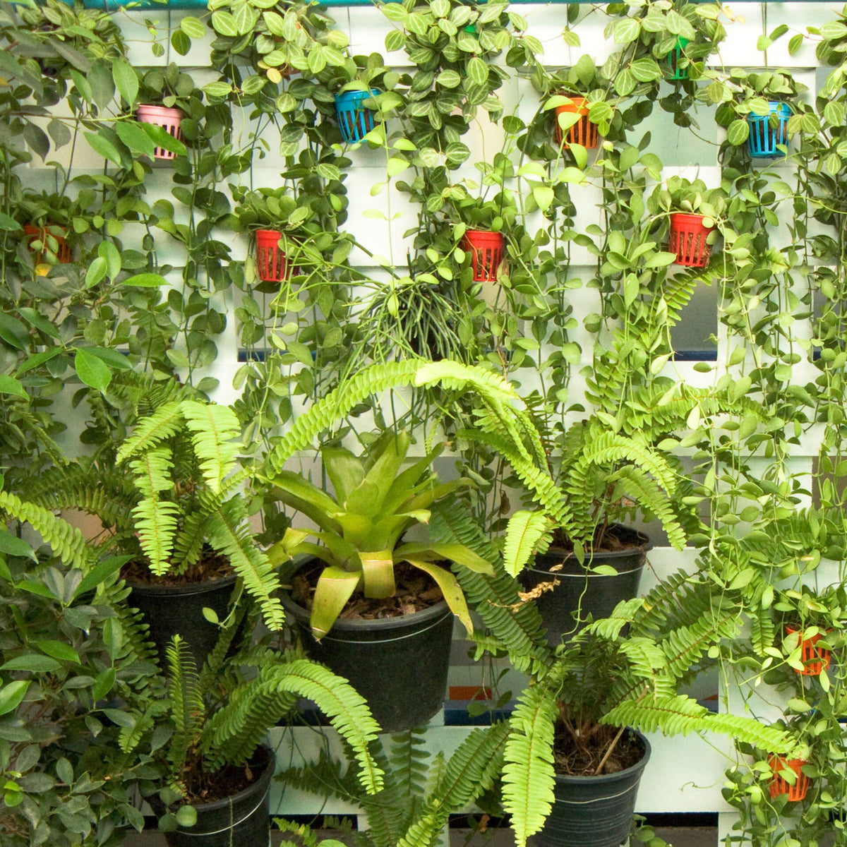 5 Best Plants For Vertical Garden | Low Maintenance Plants – Lazy ...