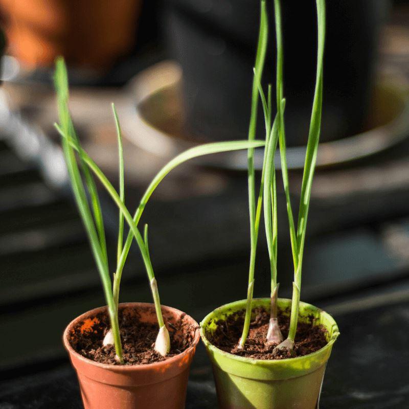 How To Grow Garlic At Home In Pots? – Lazy Gardener - Online Gardening ...